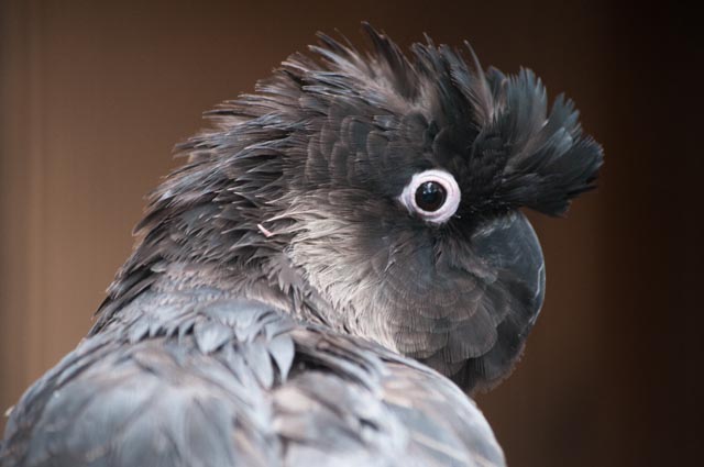 21-Apr-2013: Gorge Wildlife Park – Photographing Wet Animals ...