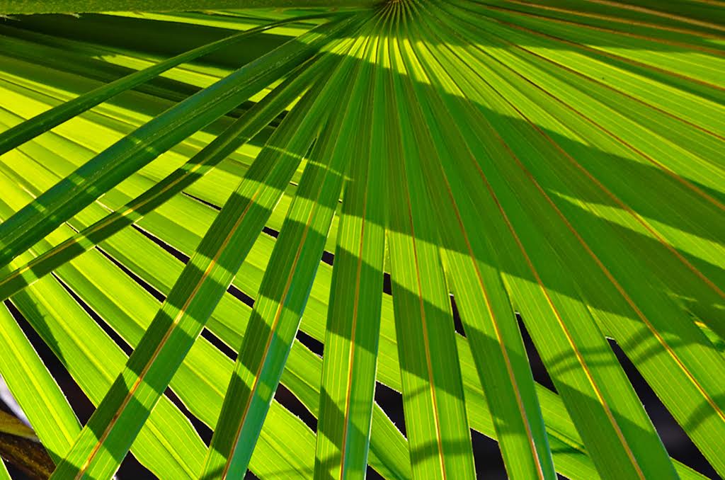 Pandanas – James Allan | Blackwood Photographic Club of South Australia ...