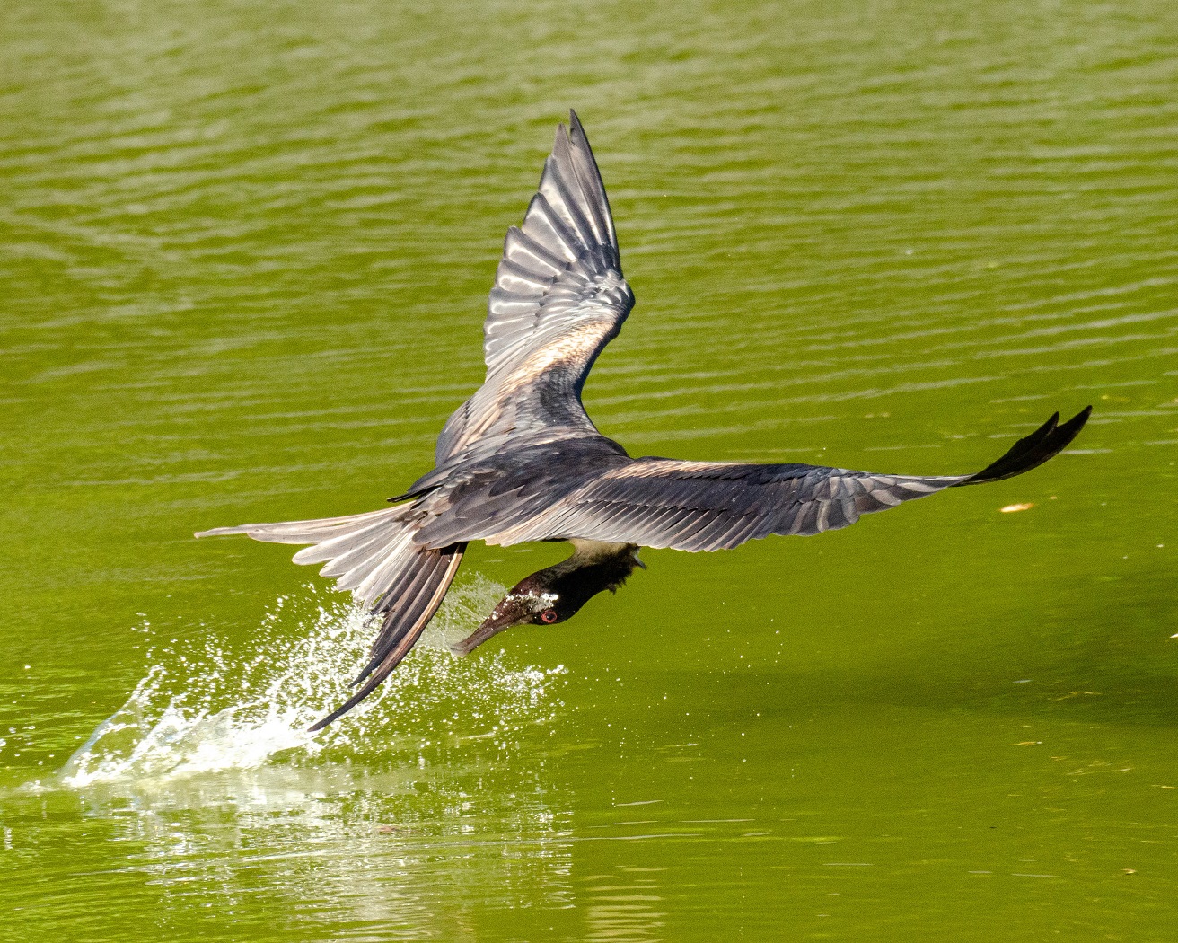 A Sense of Movement – Competition June 20th 2019 | Blackwood Photographic Club of South ...
