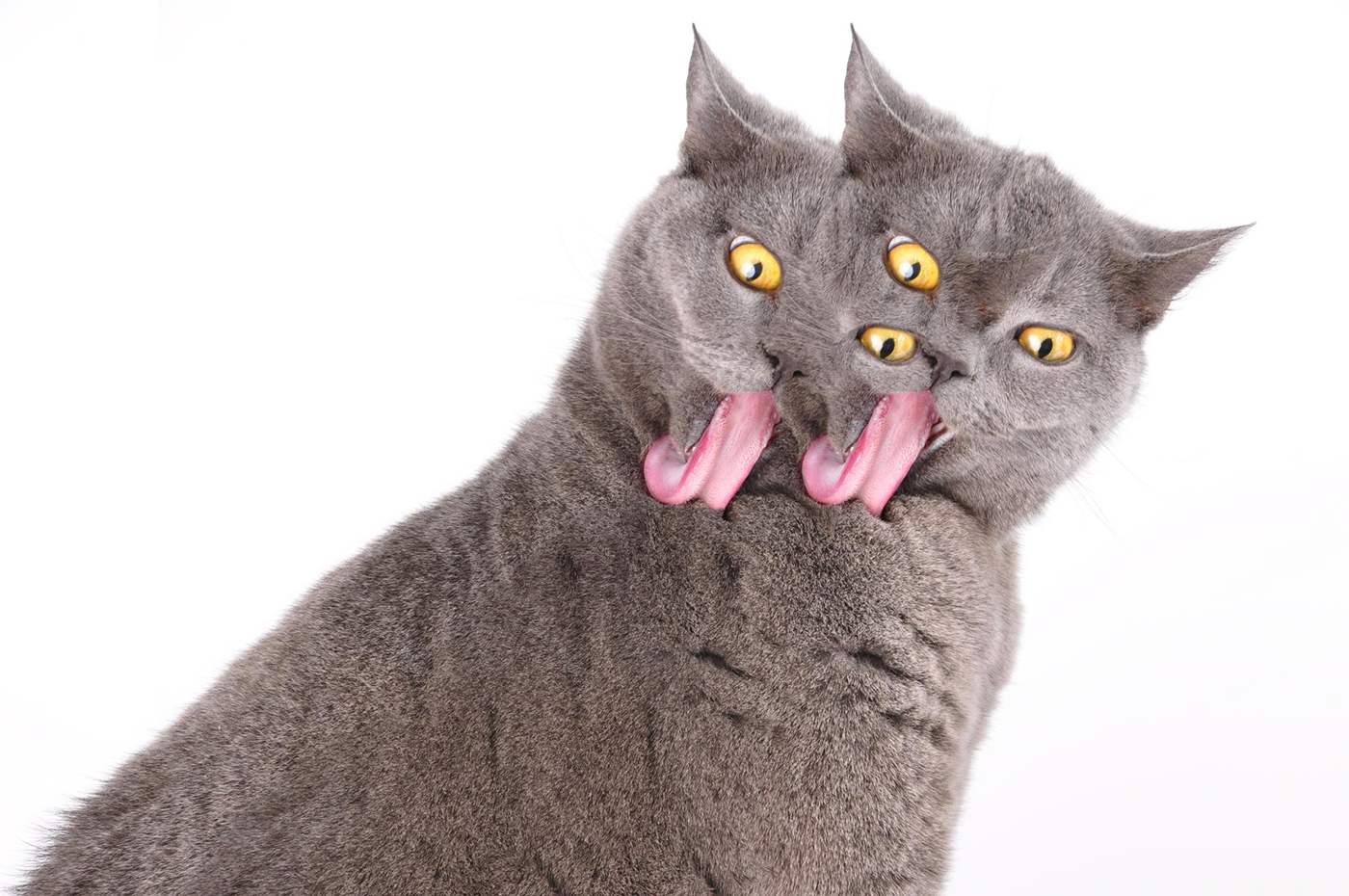 Multiple Exposure – Competition March 12th | Blackwood Photographic ...