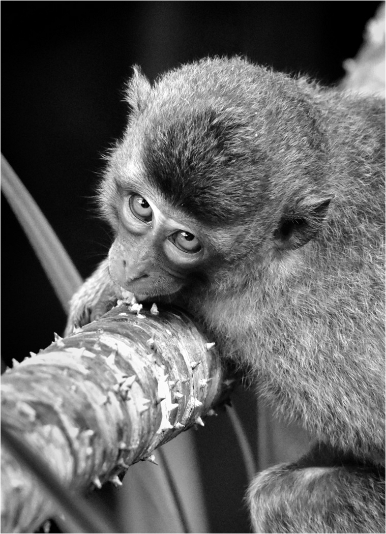 C3. Helen Whitford_Cheeky Monkey_Mono_Set | Blackwood Photographic Club ...