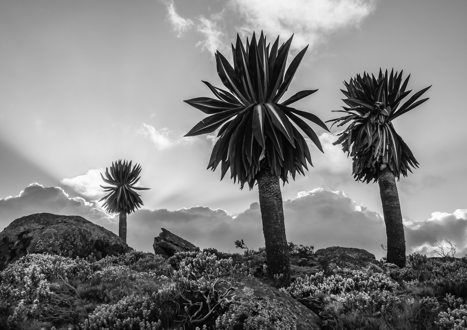 Judy Sara – Bale Mountain Giant Lobelia | Blackwood Photographic Club ...
